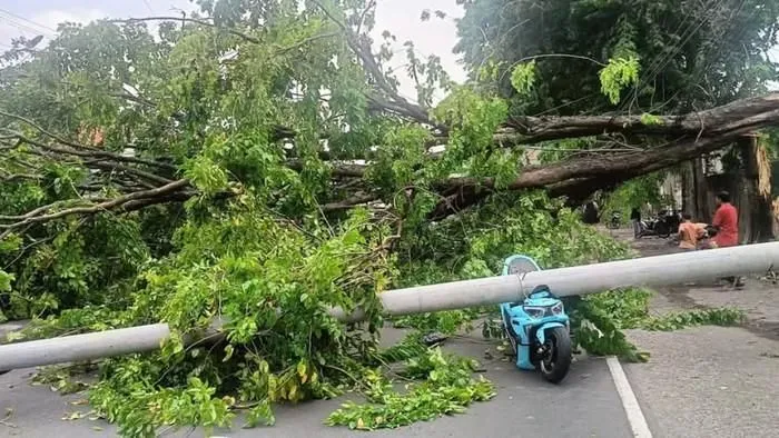 Pohon Tumbang dan Tiang Listrik Roboh Sebabkan Kemacetan di Jalan Raya Surabaya-Malang ...